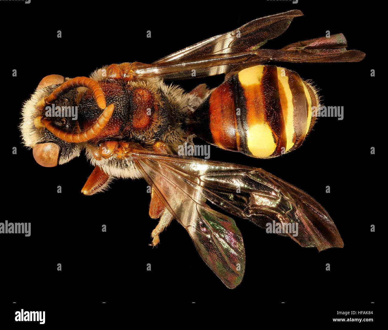 This image shows the back view of the male Nomada denticulata, a ...