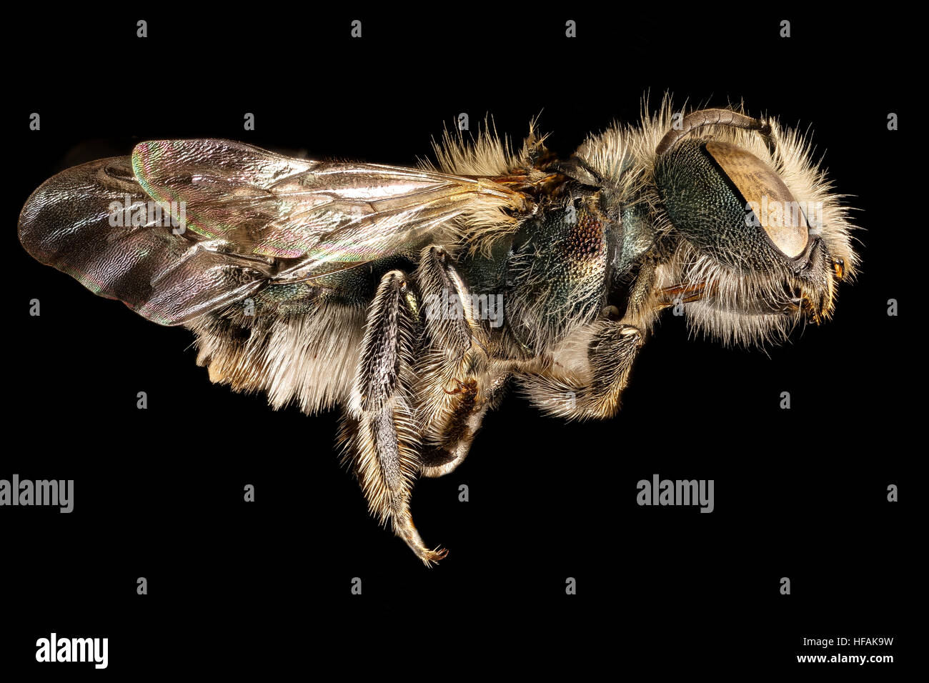 The image shows a female Osmia pumila bee from Charles County, Maryland ...