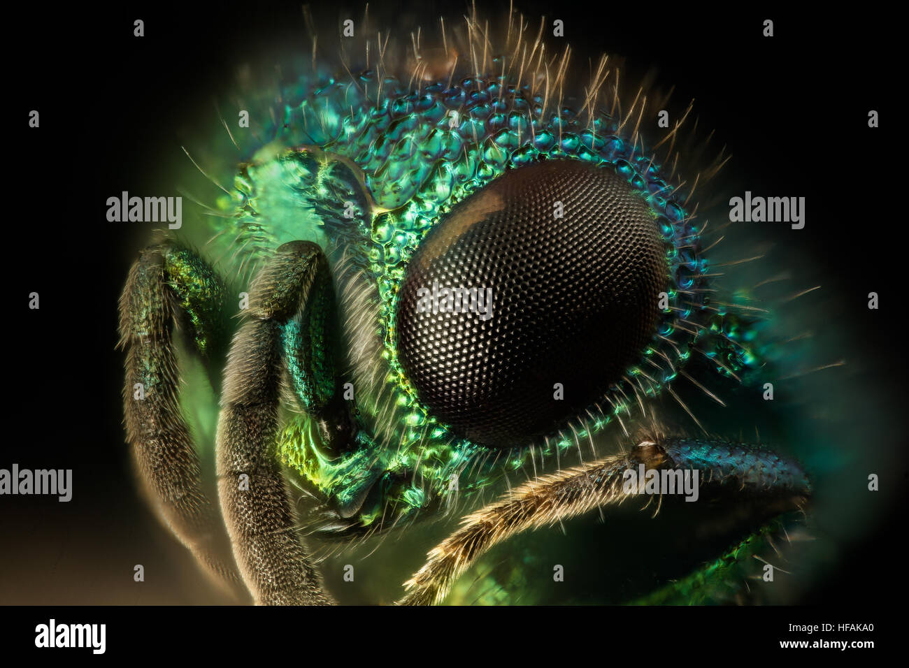 A close-up of Chrysidid, captured with a 20x Mitutoyo lens in Somerset ...