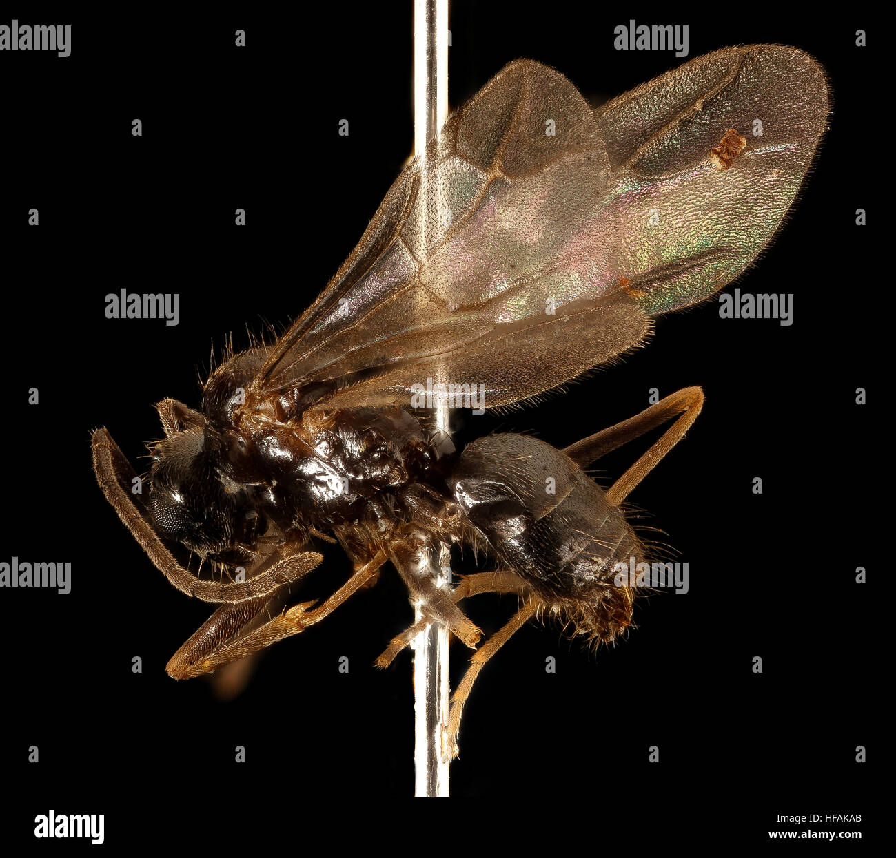 This photo captures the side view of a Prenolepis imparis ant from St ...