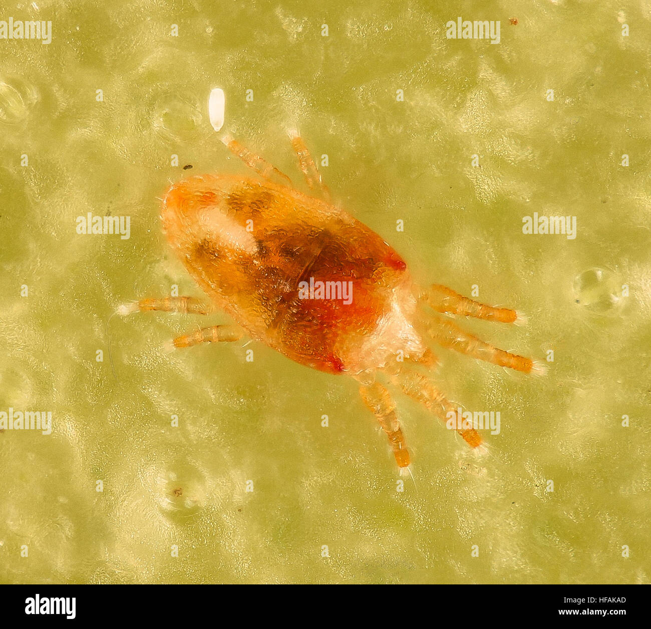 A close-up of a Christmas cactus mite, an agricultural pest ...