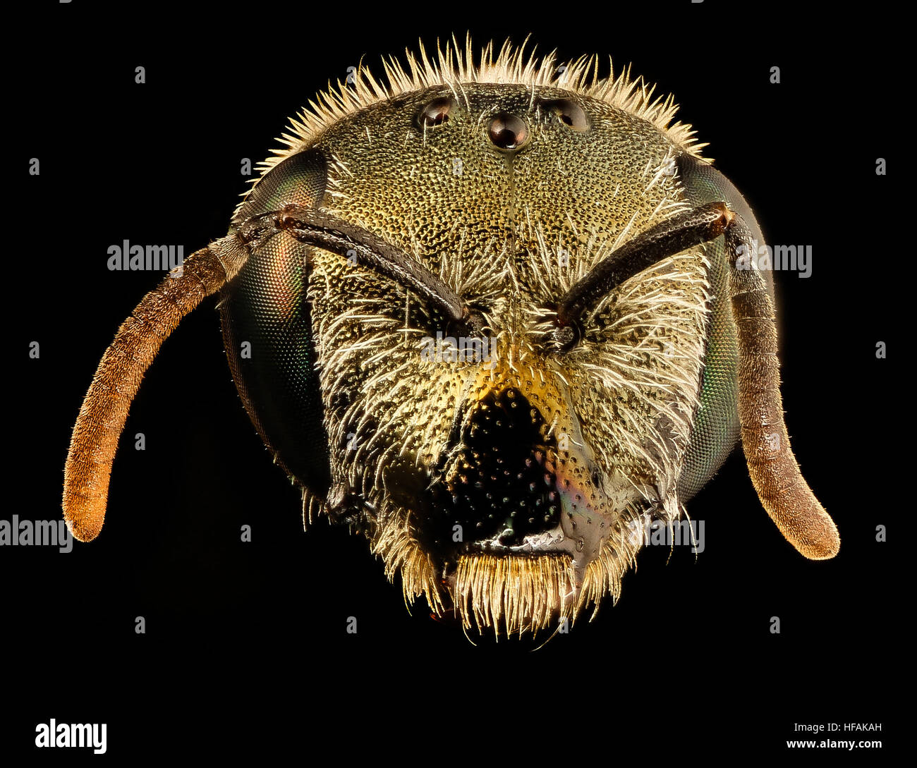 Halictus tectus hi-res stock photography and images - Alamy