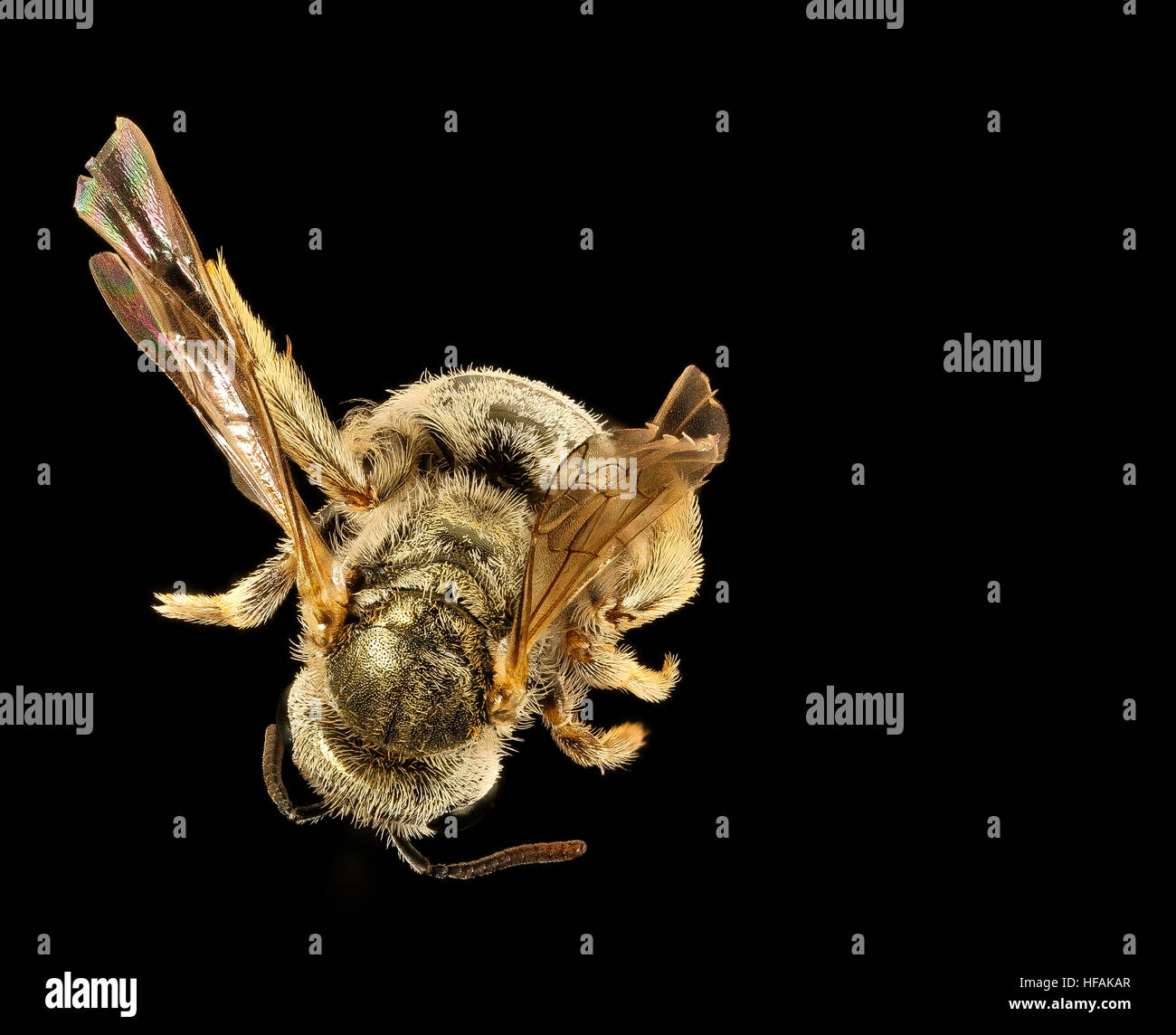 Halictus tectus, a species of bee in the family Halictidae, is ...