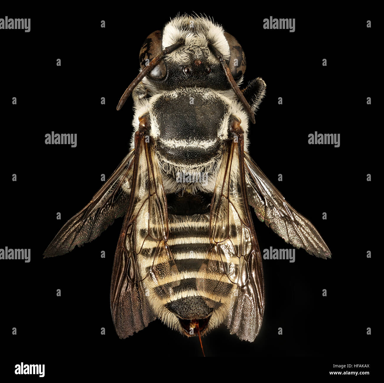 Tucson bugs hi-res stock photography and images - Alamy