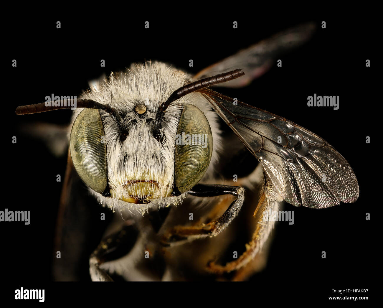 A close-up photograph of Anthophora curta, a male bee from Cochise ...