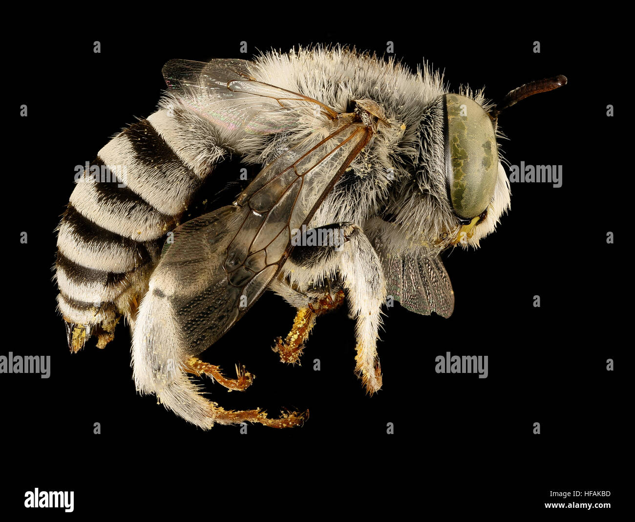 A male Anthophora curta captured in Cochise County, Arizona. This ...