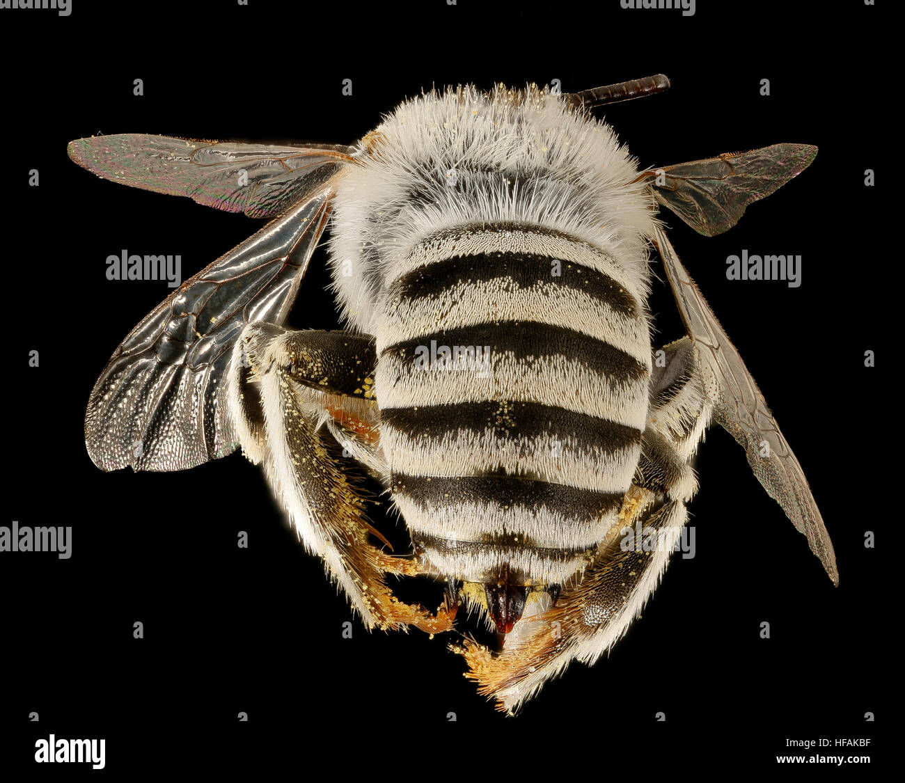 This image shows a male Anthophora curta bee from San Simon, Arizona ...