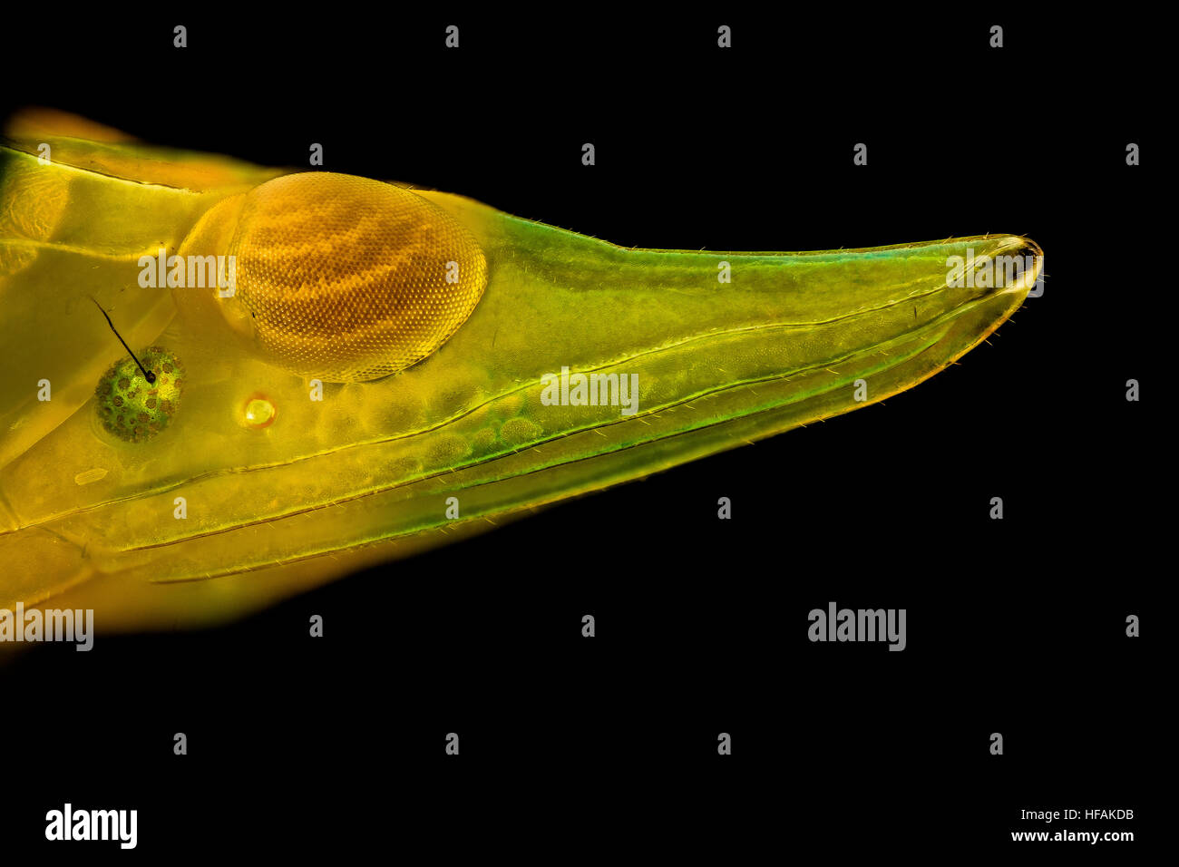 This planthopper species was photographed in Beltsville, Maryland ...