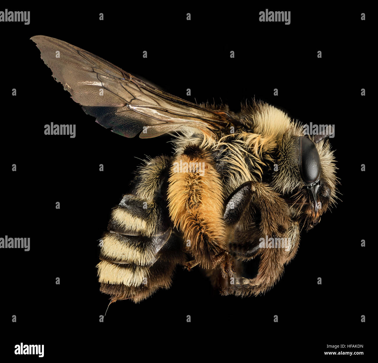 A female Melissodes confusa bee, captured in Garfield County, Utah, is ...