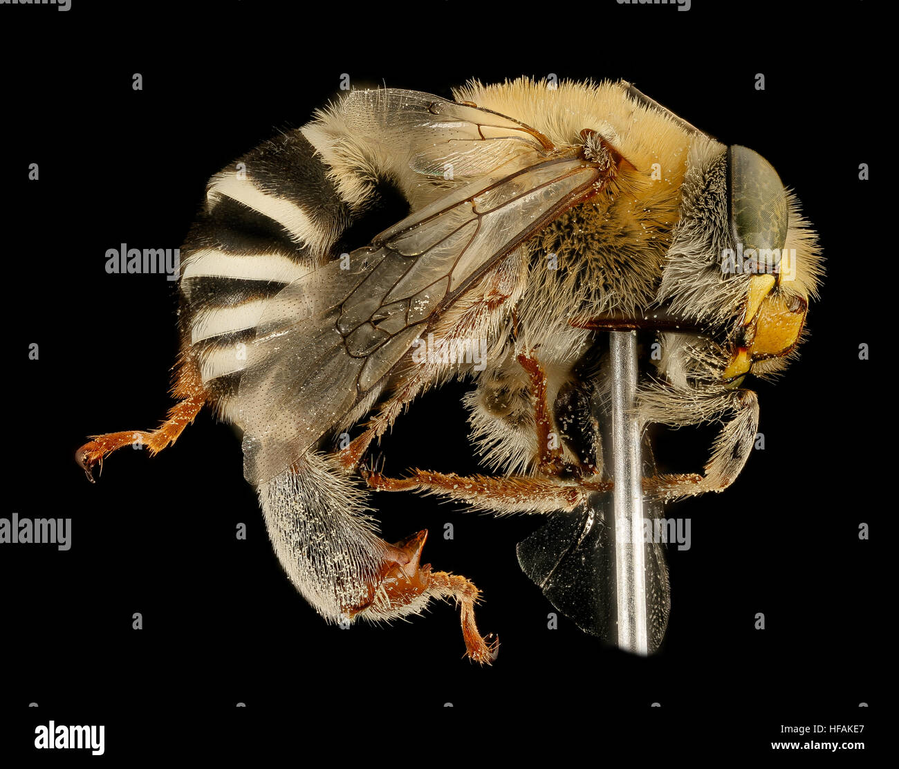 Binomial anthophora californica hi-res stock photography and images - Alamy