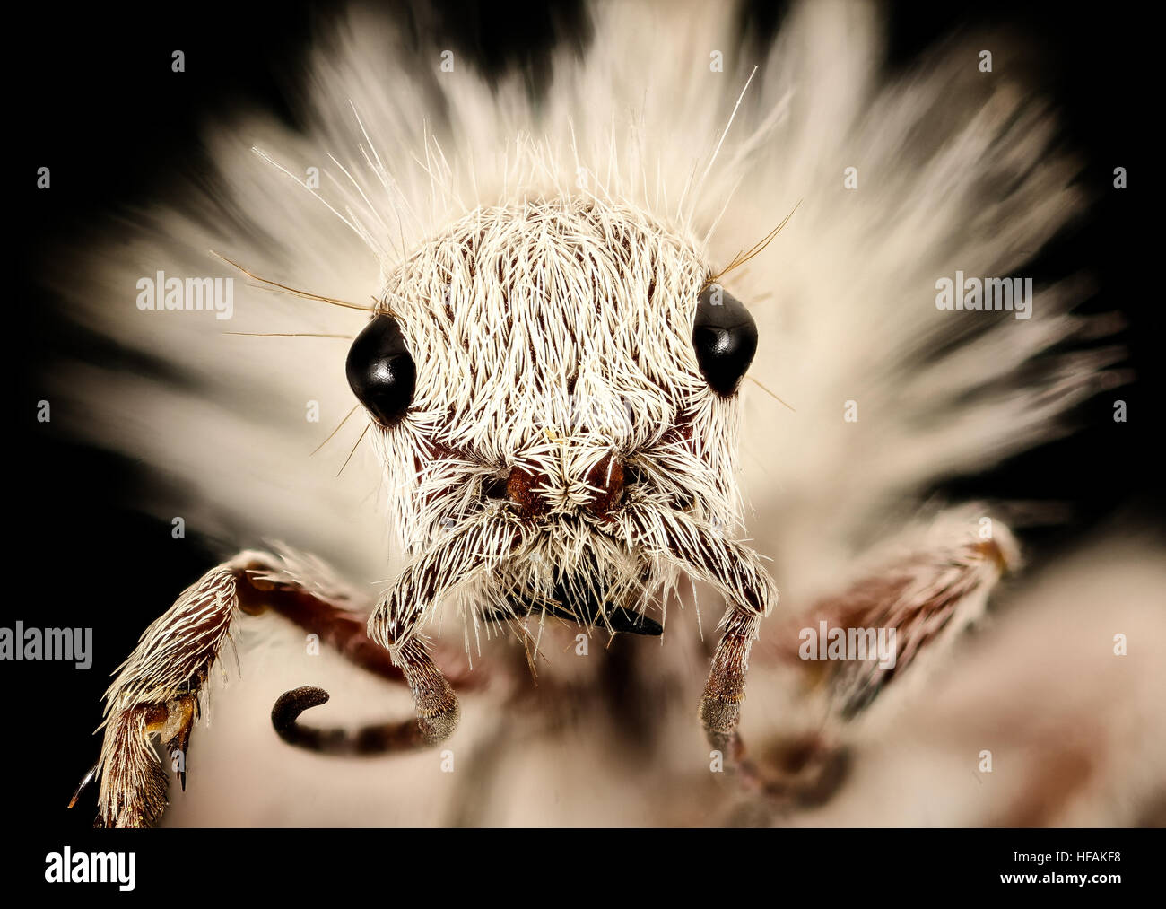 This close-up photo features Dasymutilla gloriosa, also known as the ...