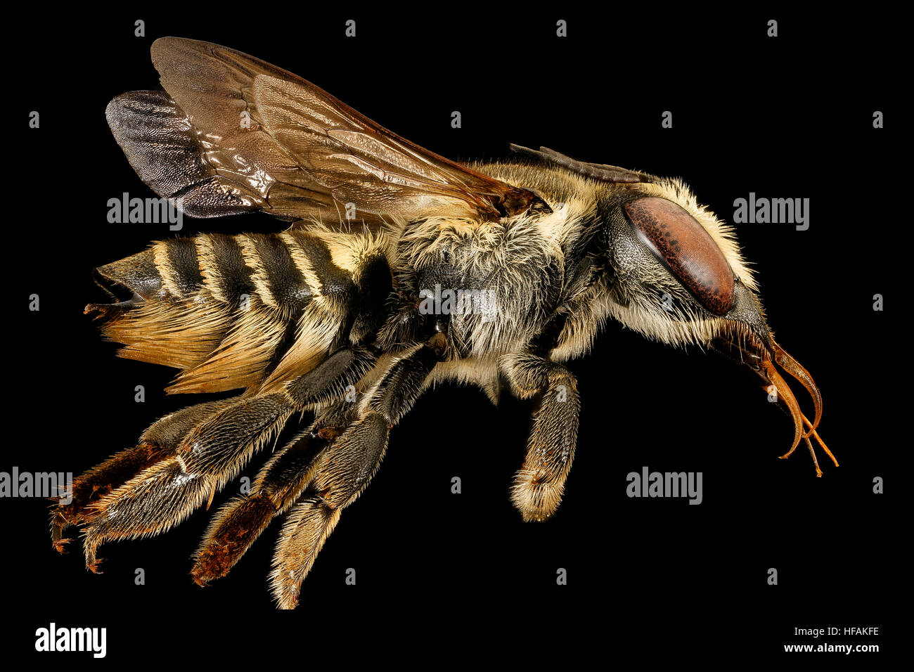 The photograph shows a female Megachile petulans, a species of leaf ...