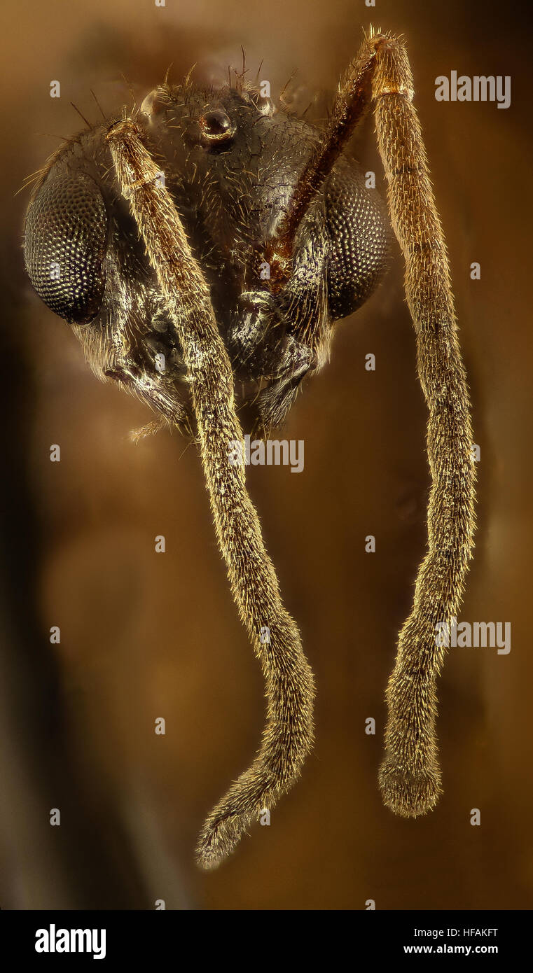 This image shows a close-up of a Prenolepis imparis ant, commonly known ...