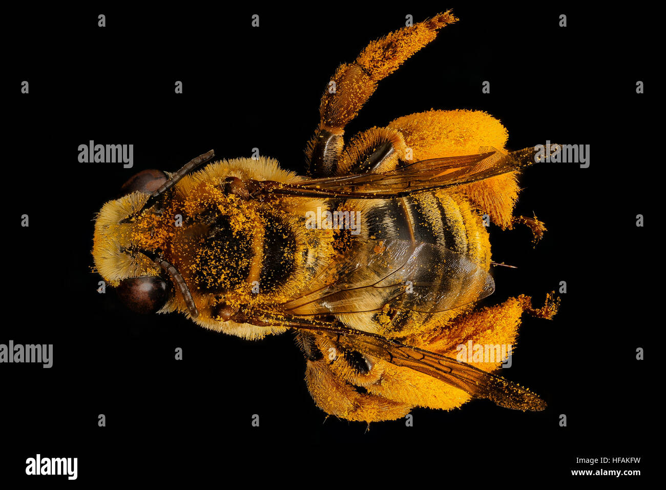A female Svastra petulca bee is captured in close-up, showing its back ...