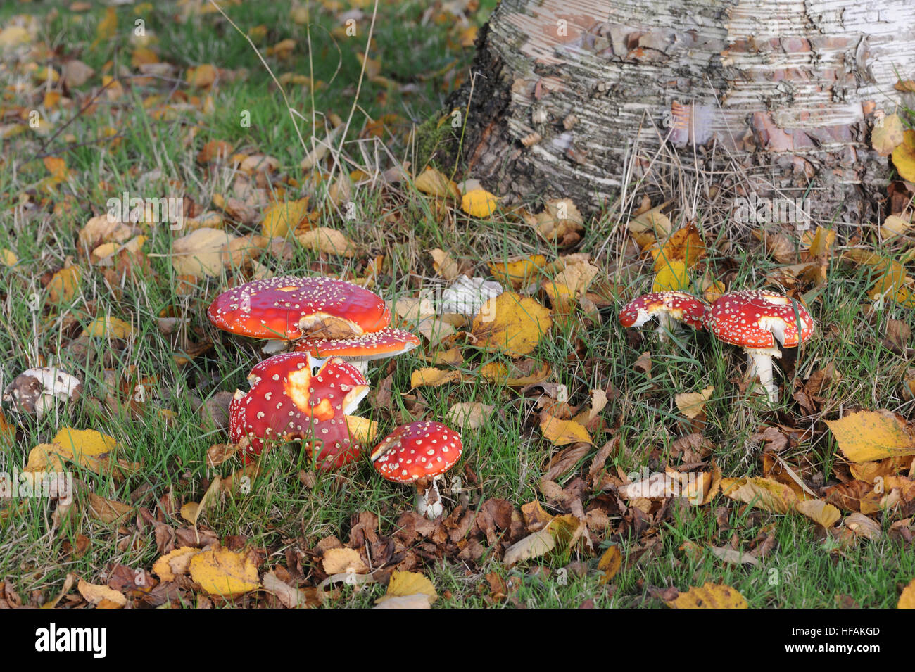 Toadstool birch hi-res stock photography and images - Alamy