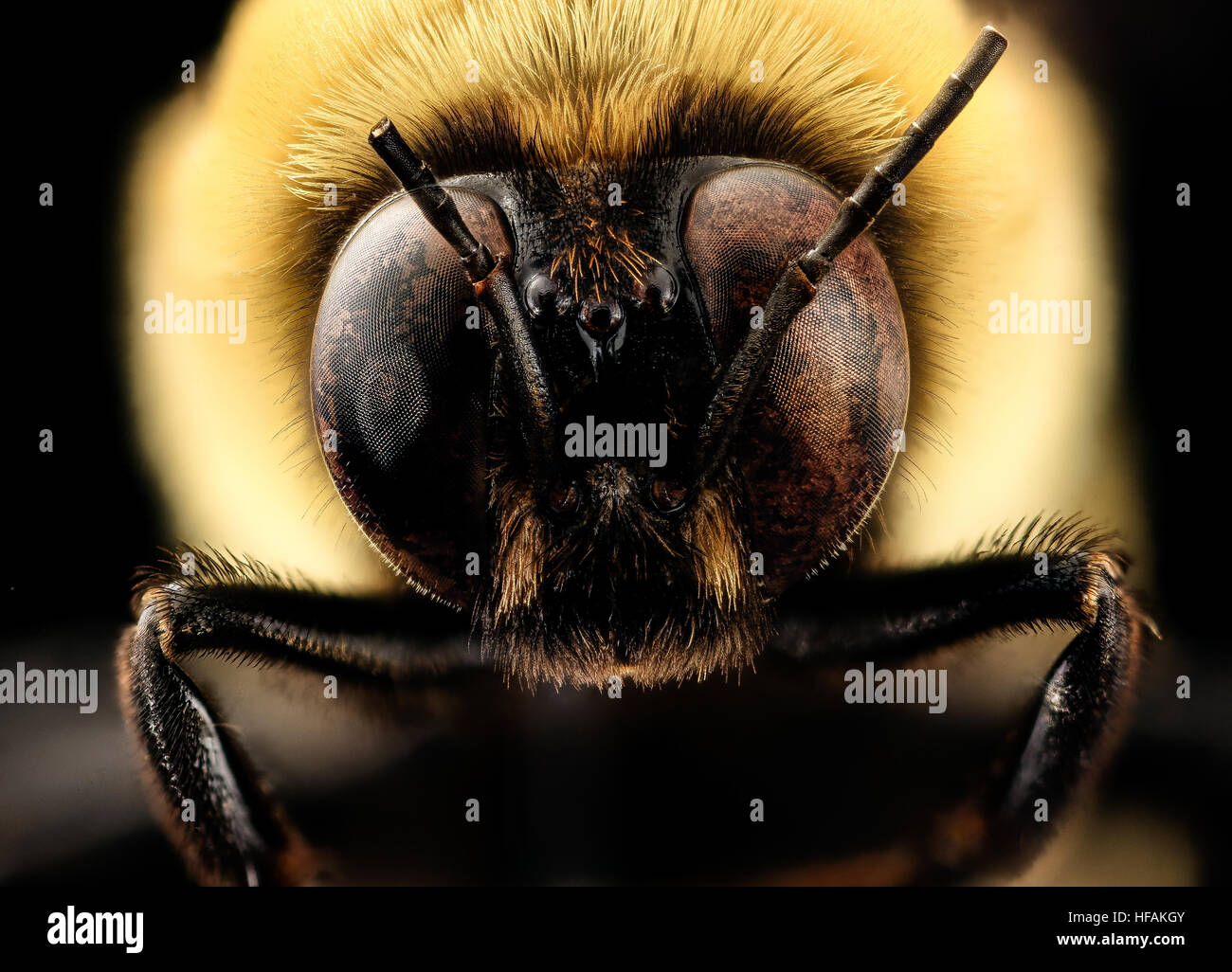 This image shows the face of a male Bombus fraternus, a species of ...