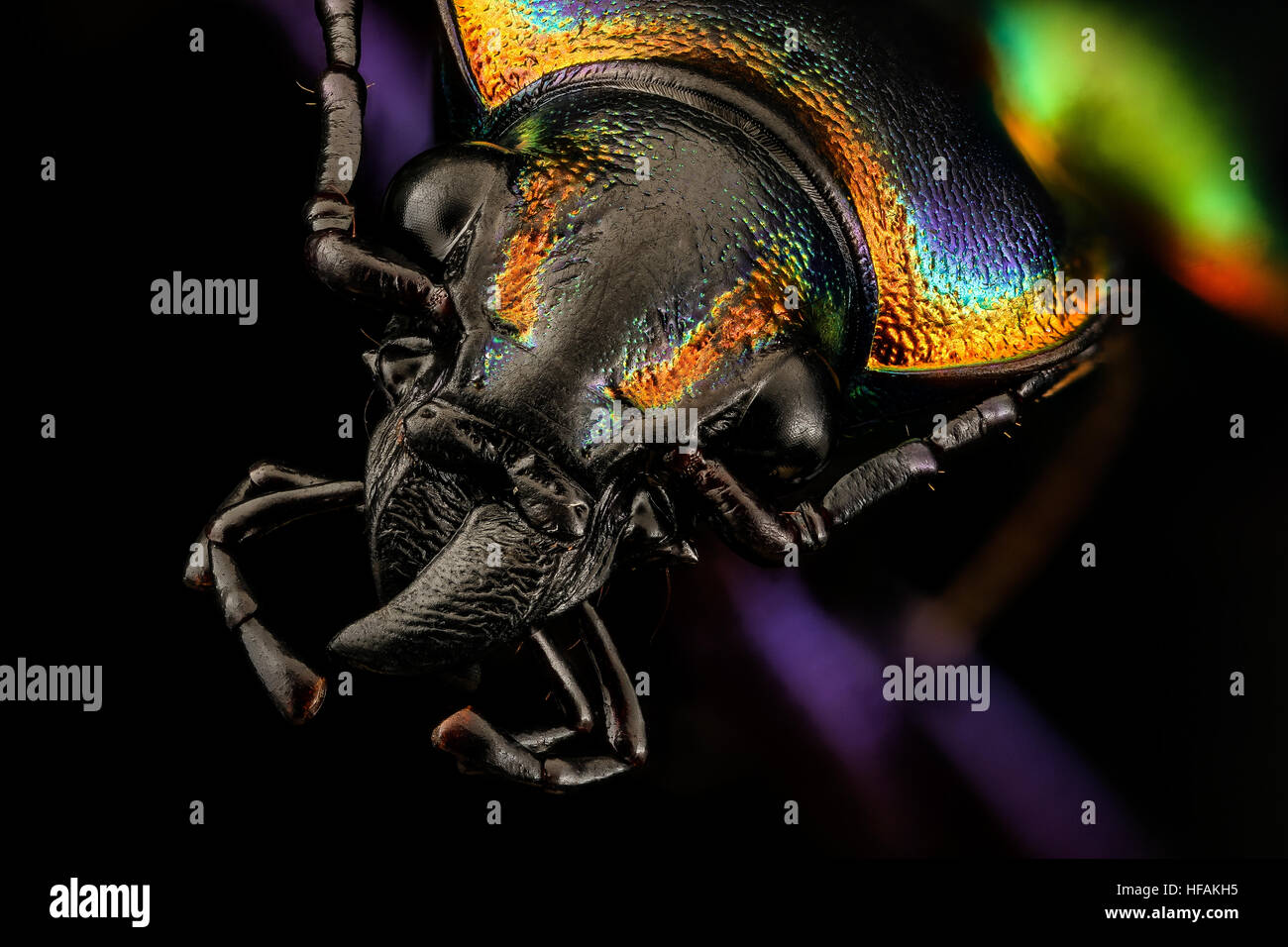 Also known as carabid beetles hi-res stock photography and images - Alamy