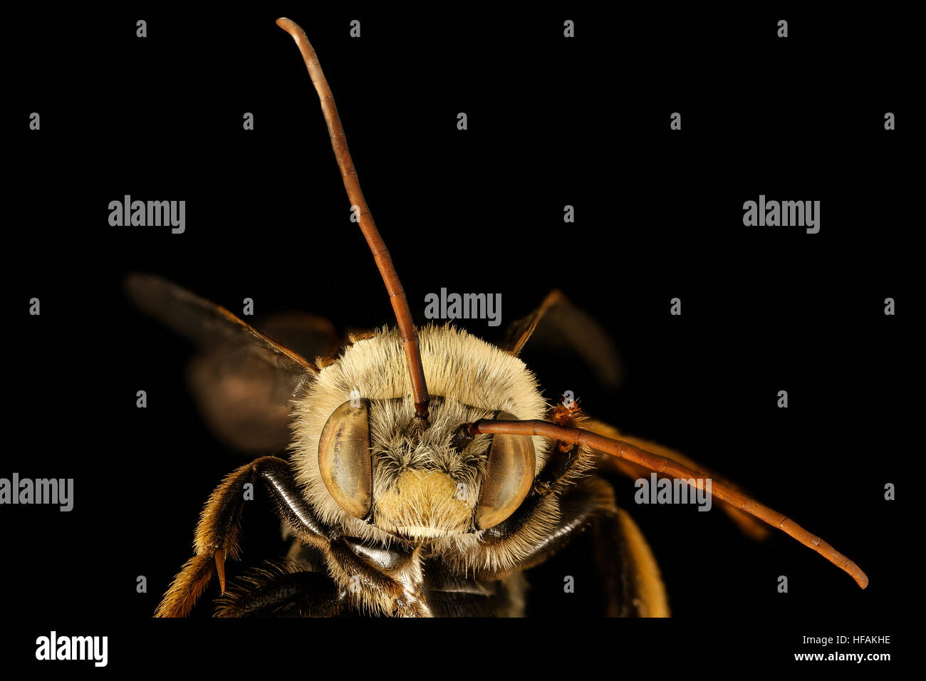 This close-up image shows a male Melissodes comptoides bee from Kent ...