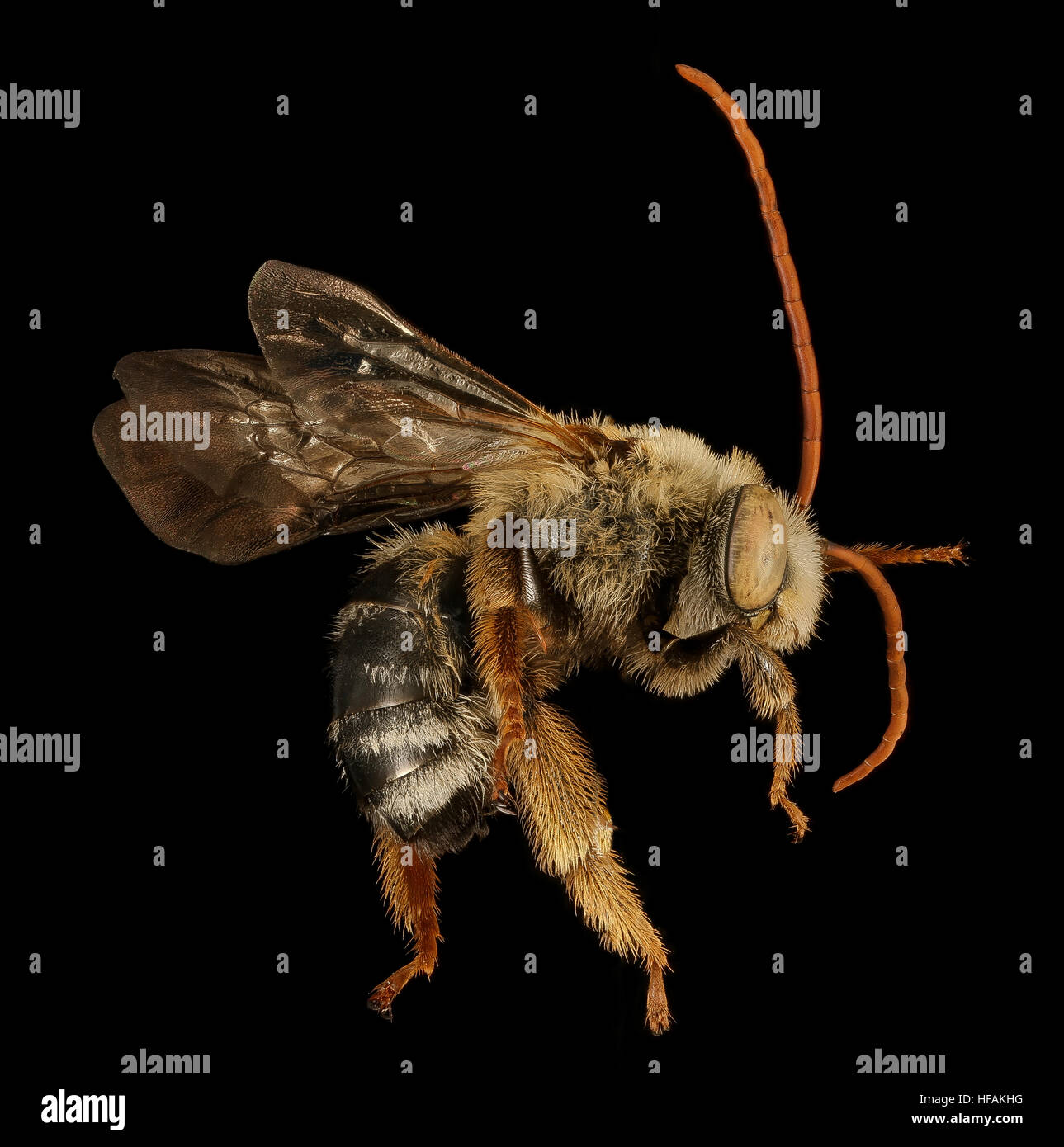 A male Melissodes comptoides bee is shown from the side in Kent County ...