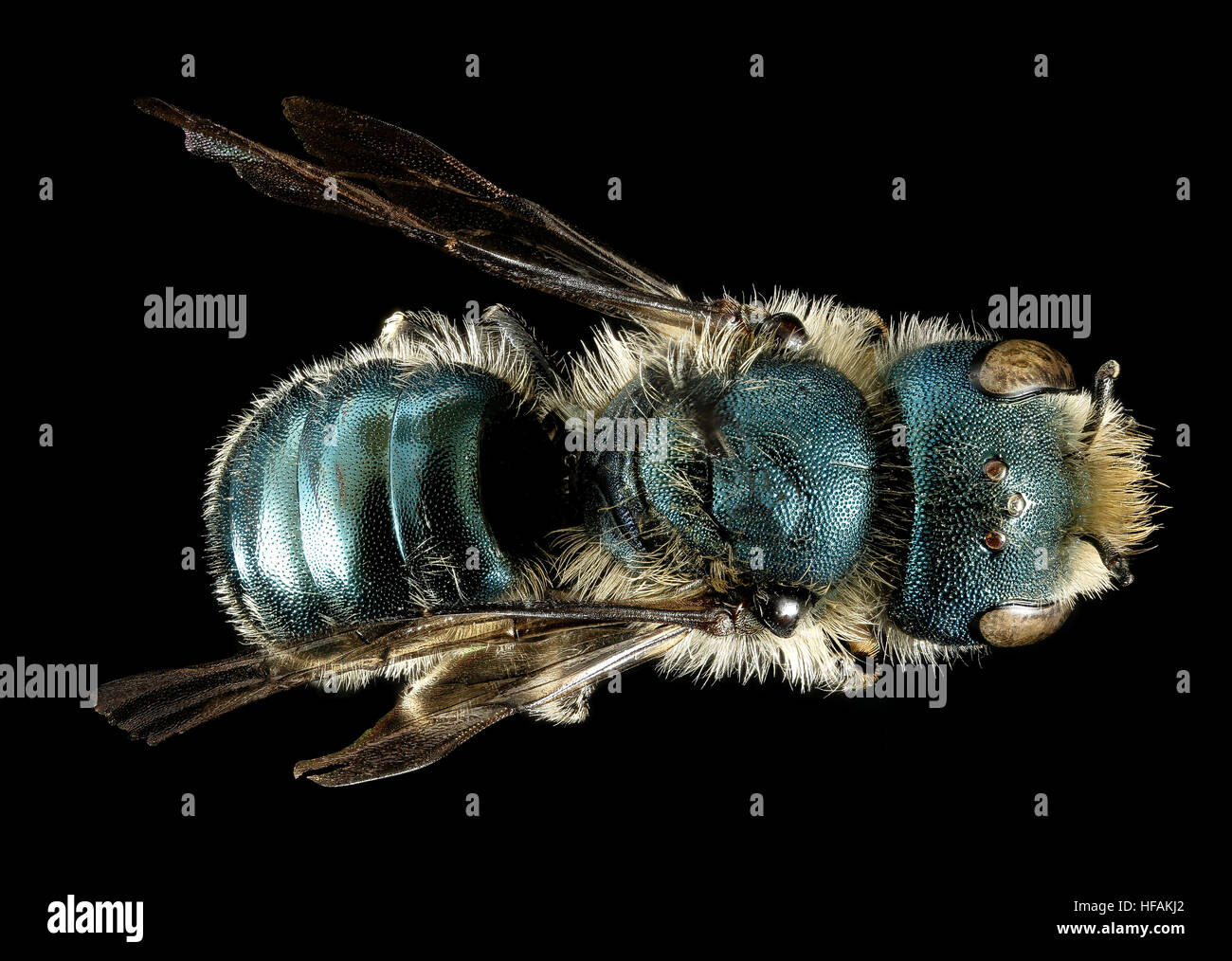 A close-up of a female *Osmia georgica* bee, a type of mason bee, captured in Talbot County ...