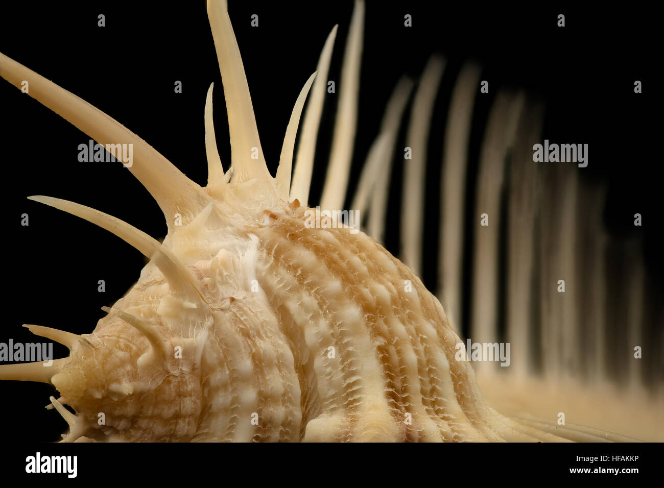 Joseph milone hi-res stock photography and images - Alamy