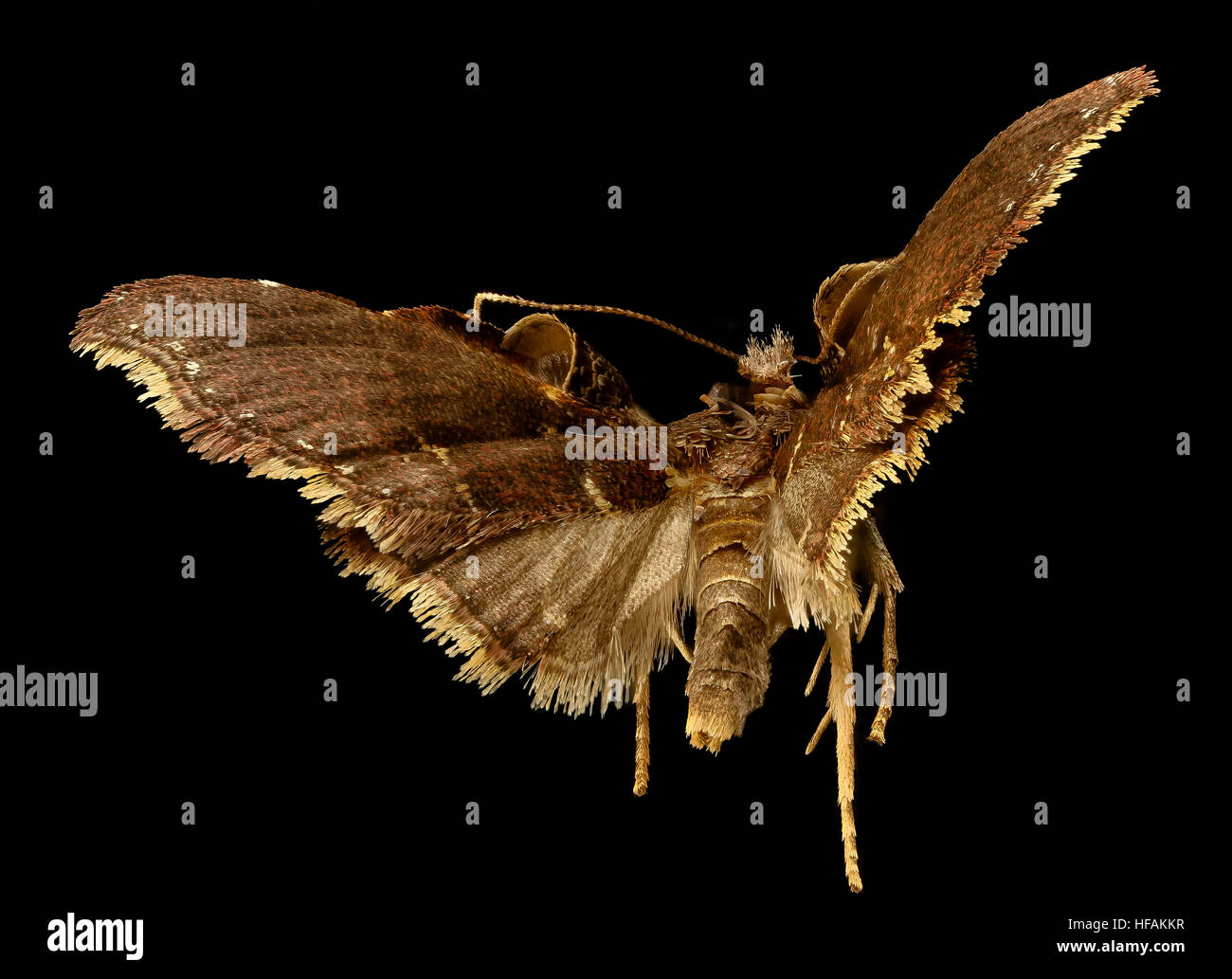 This image features Epitamyra thermalis, a species of moth from the ...