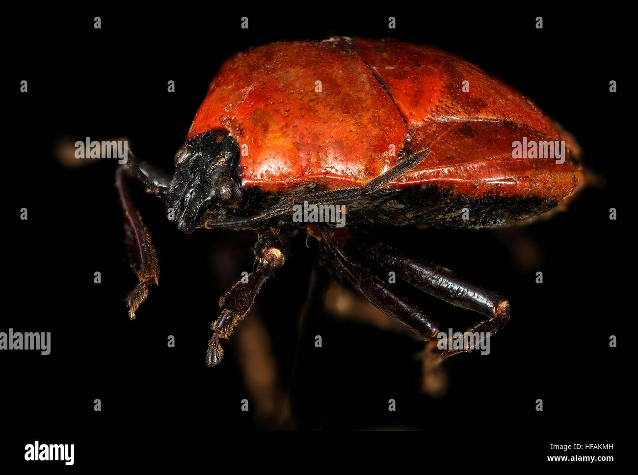 National museum of brazil insects hi-res stock photography and images ...