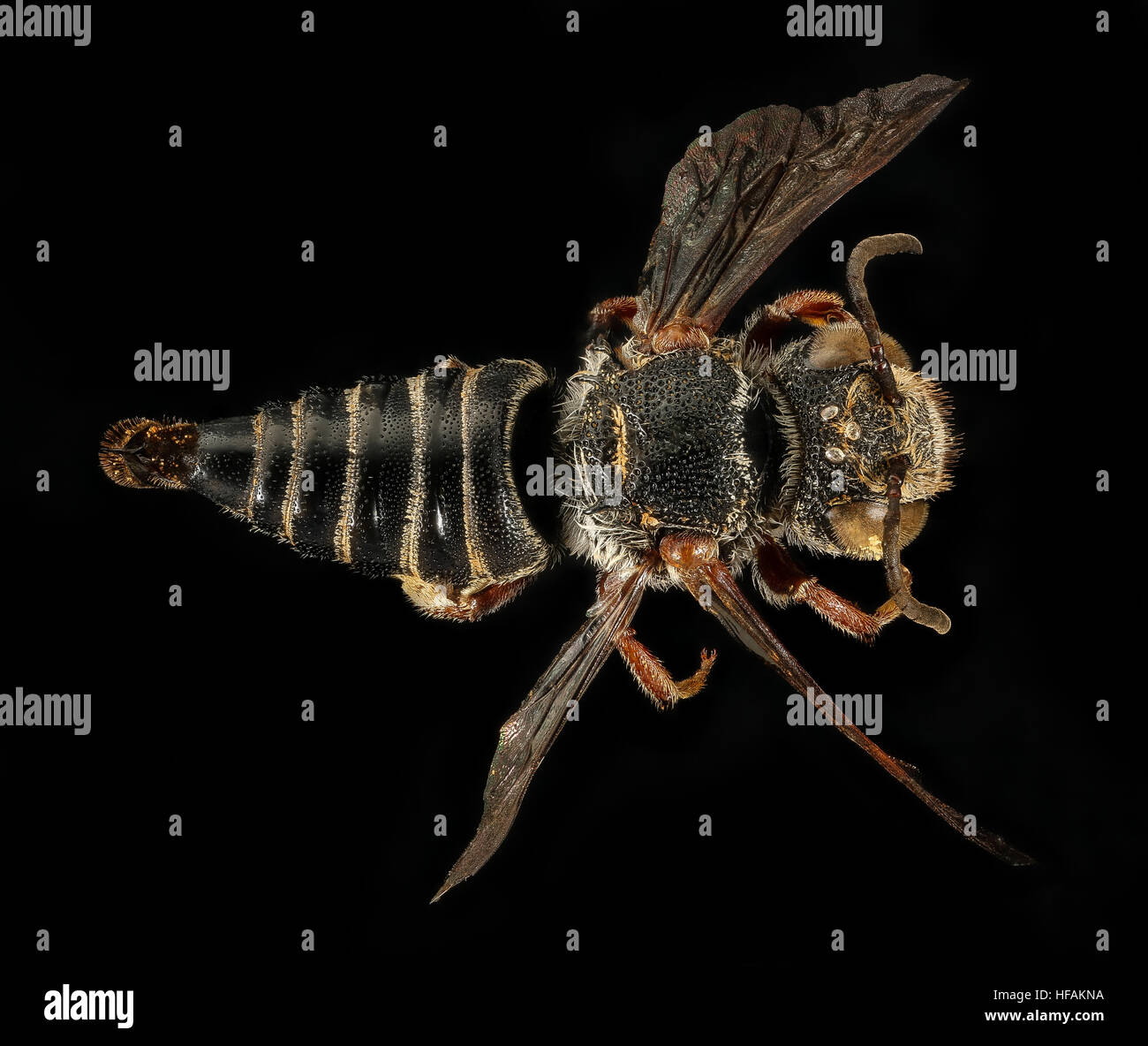 A female Coelioxys obtusiventris, a parasitic bee species, photographed ...