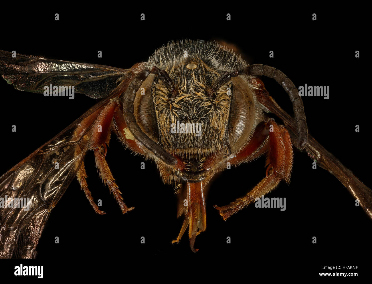 This close-up photograph shows the face of a female Coelioxys ...