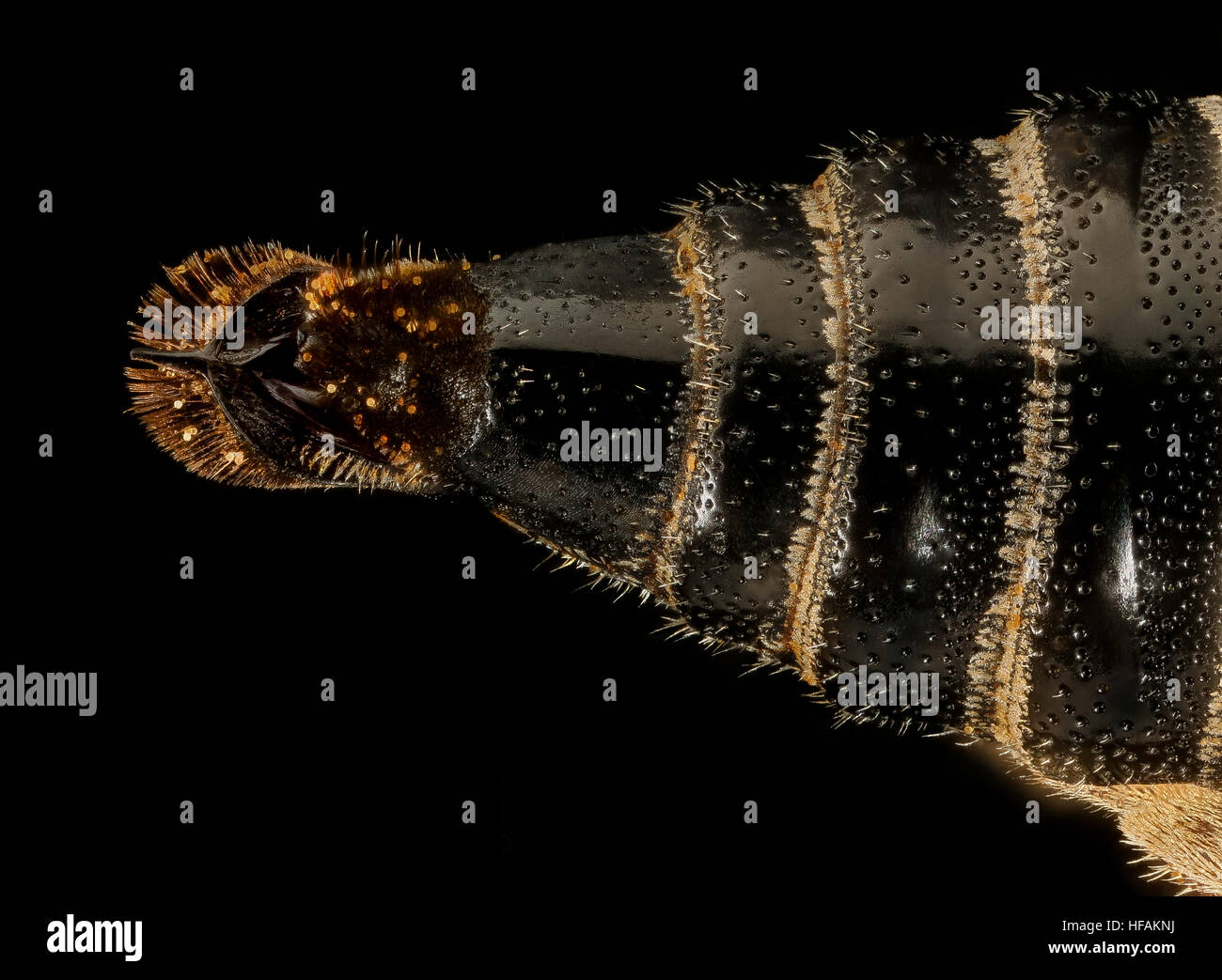 This image shows the hind end of a female Coelioxys obtusiventris, a ...