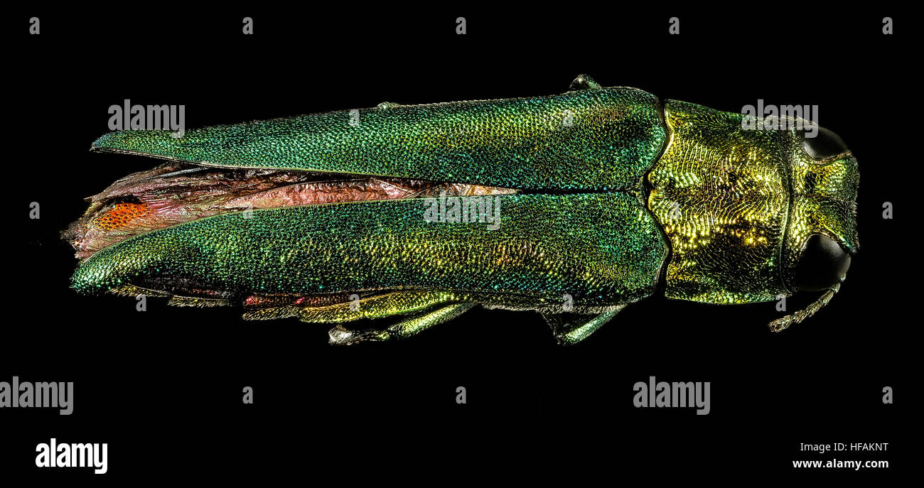 The emerald ash borer, an invasive pest native to Asia, was ...