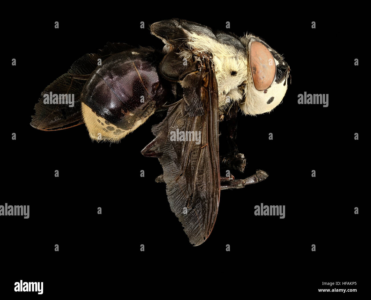 *Cuterebra fontinella*, commonly known as the mouse bot fly, is a ...