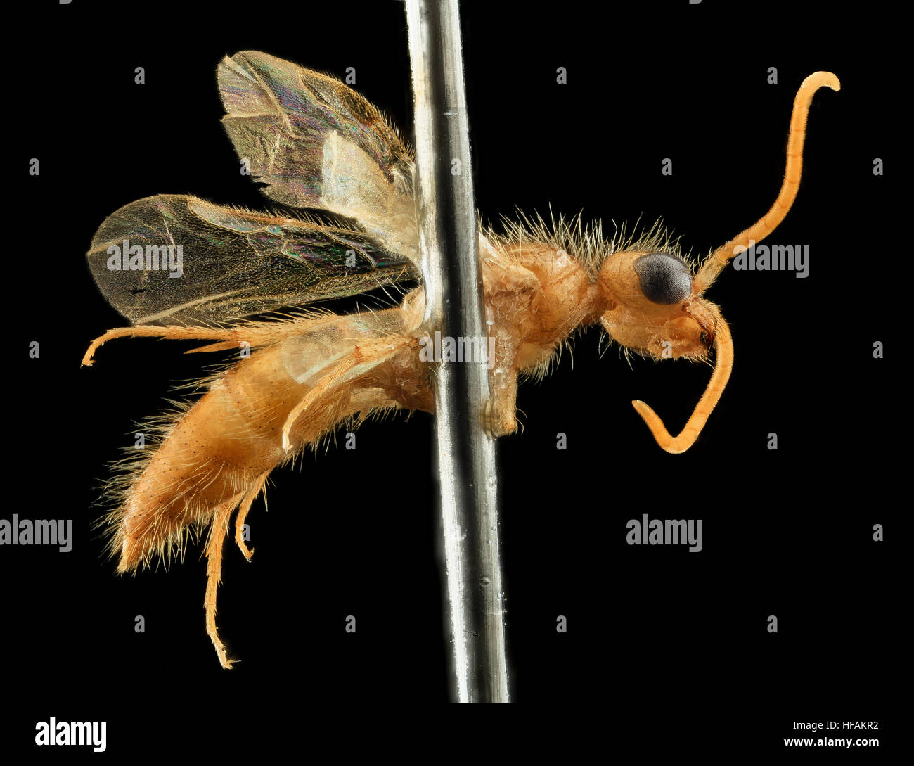 Survey pin hi-res stock photography and images - Alamy