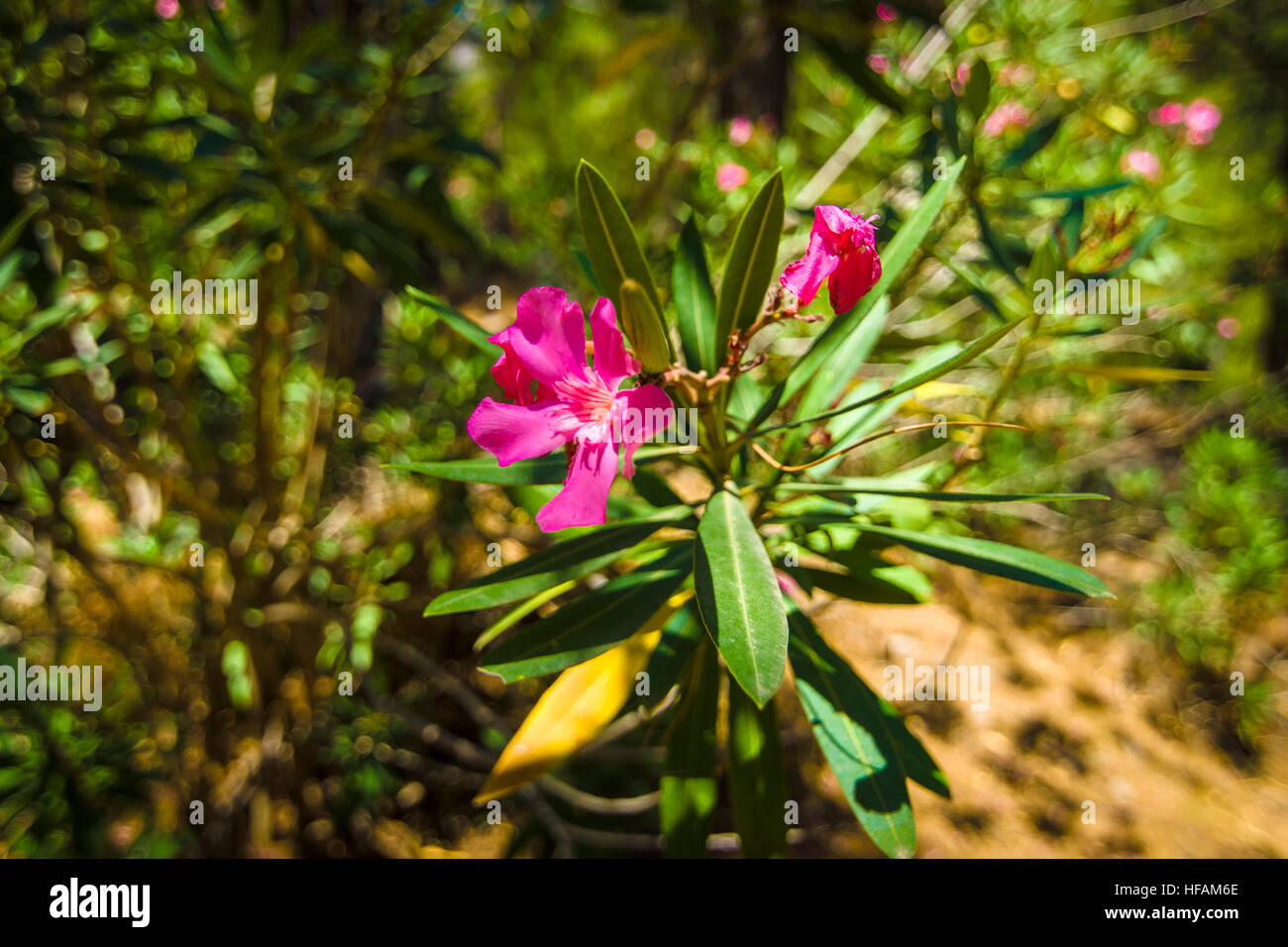 Flower of Nerium oleander, close-up Stock Photo - Alamy
