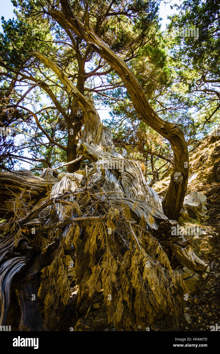 Felled trees. Samaria Gorge. Island of Crete. Greece Stock Photo - Alamy