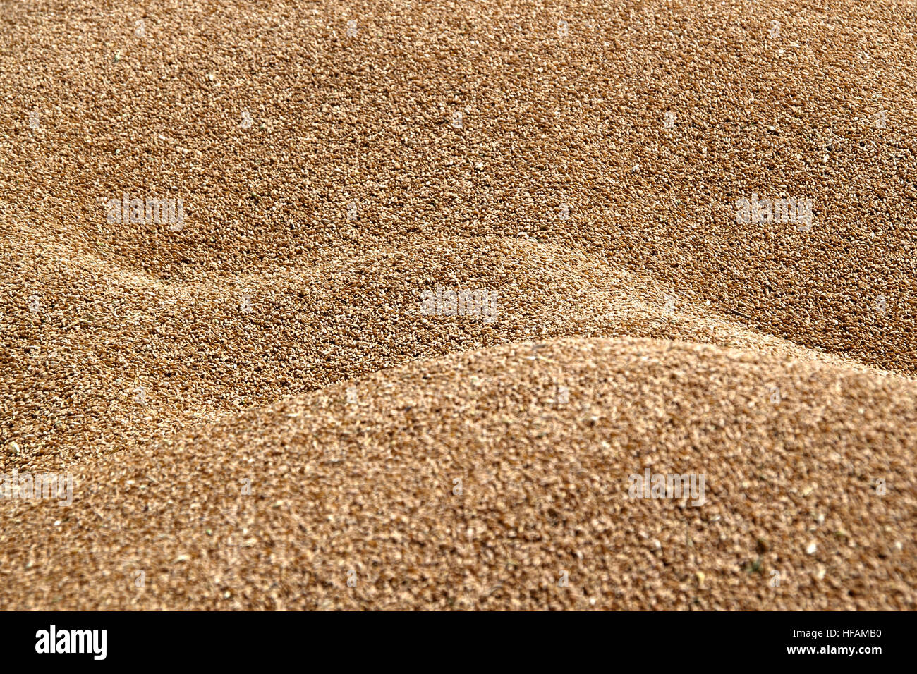 Background made of wheat grains. Wheat grains texture, top view Stock ...