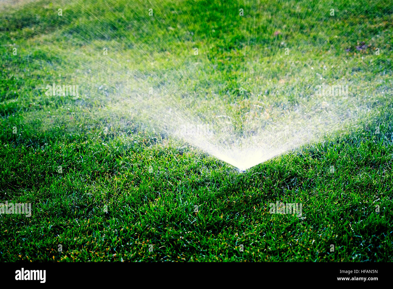 Sprinkling lawn feed on their grass hi-res stock photography and images ...