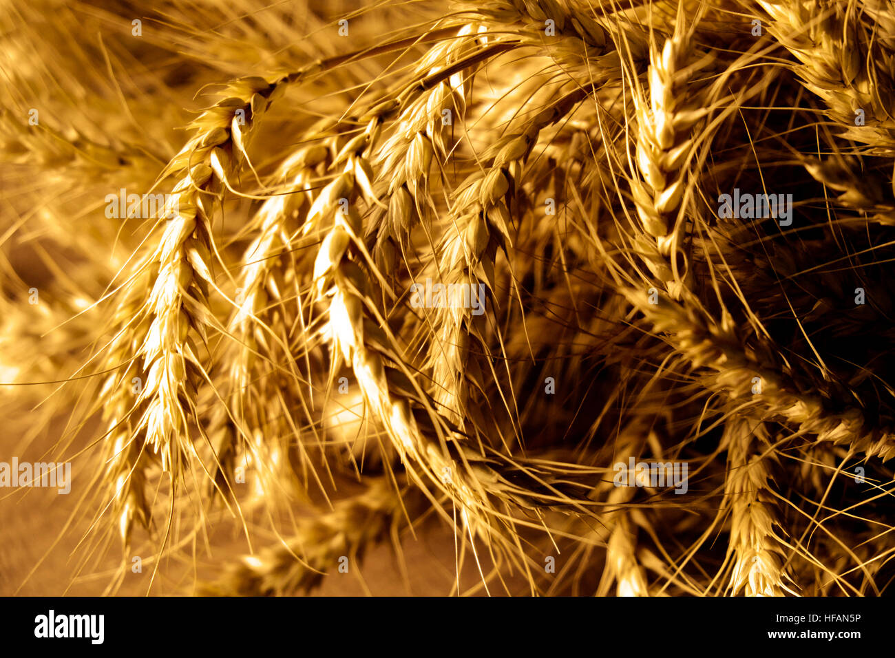 Heads of wheat grain with field in background Stock Photo - Alamy