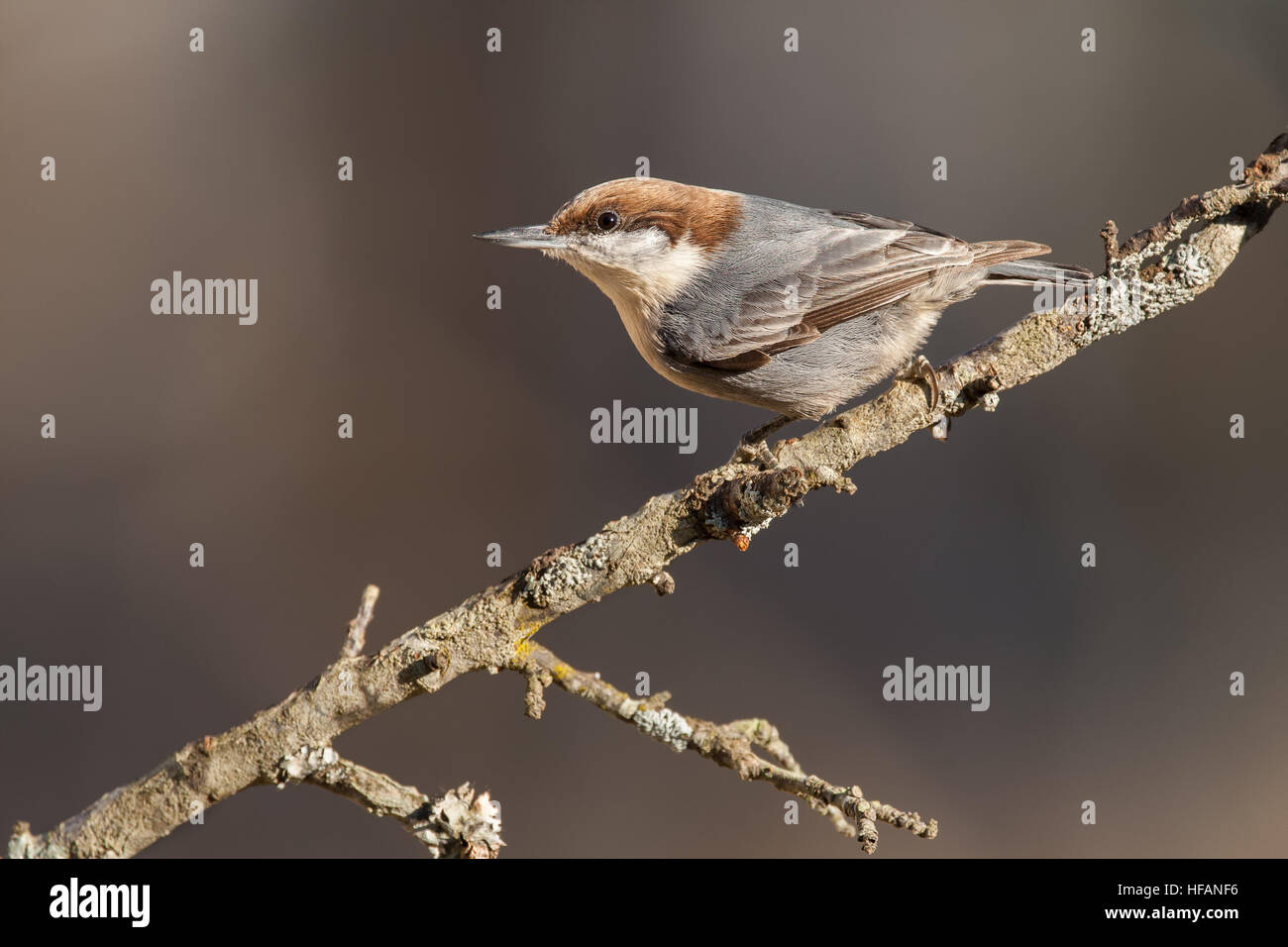 A brown-headed nuthatch perched on a branch Stock Photo - Alamy