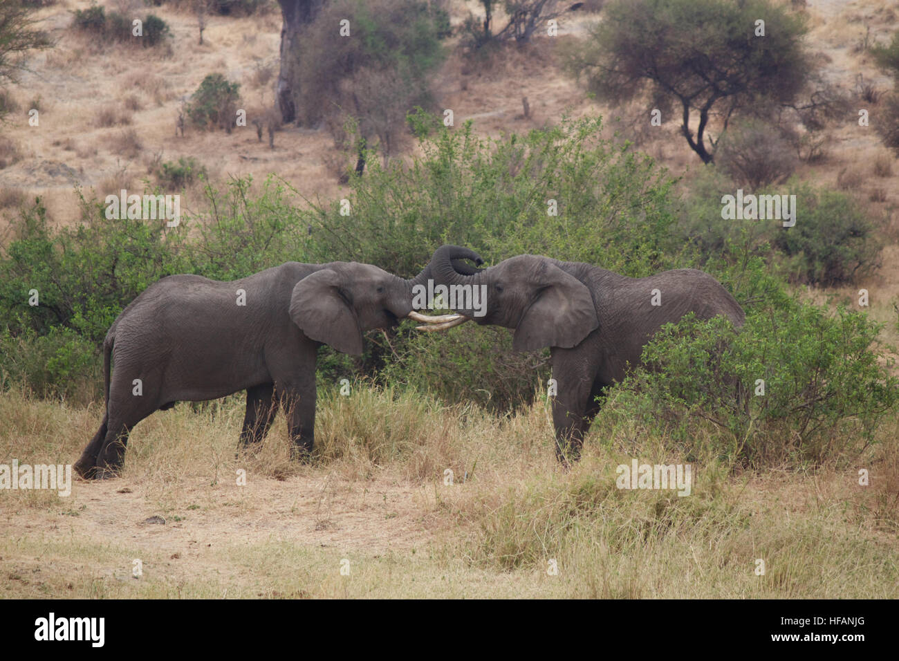 Elephants at Play Stock Photo - Alamy