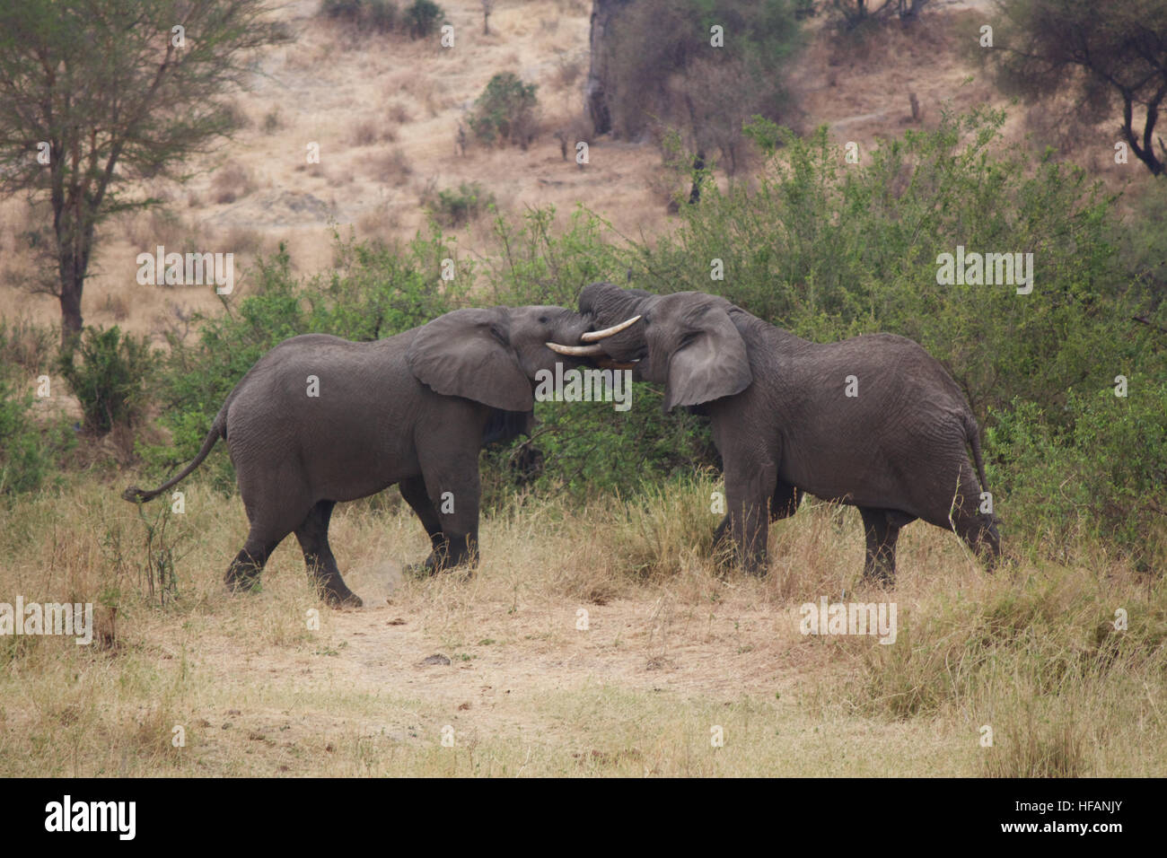 Elephants at Play Stock Photo - Alamy