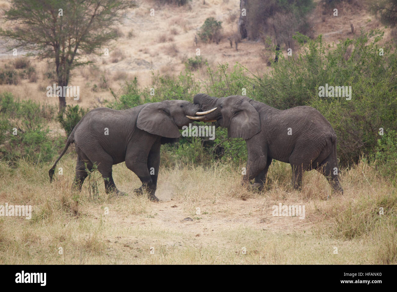 Elephants wrestling hi-res stock photography and images - Alamy
