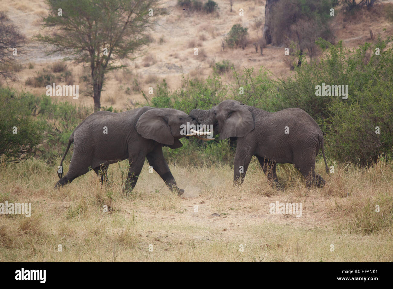 Elephants fighting hi-res stock photography and images - Alamy