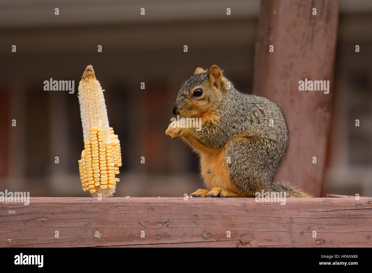 Red squirrel eating corn hi-res stock photography and images - Alamy