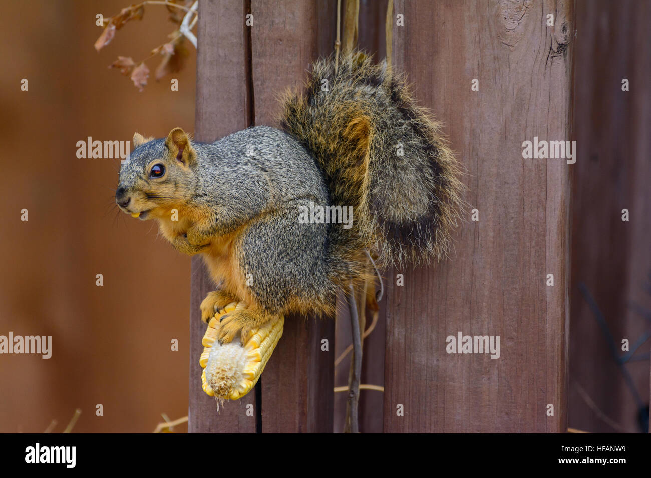Squirrel Eating Corn Stock Photos & Squirrel Eating Corn Stock Images ...