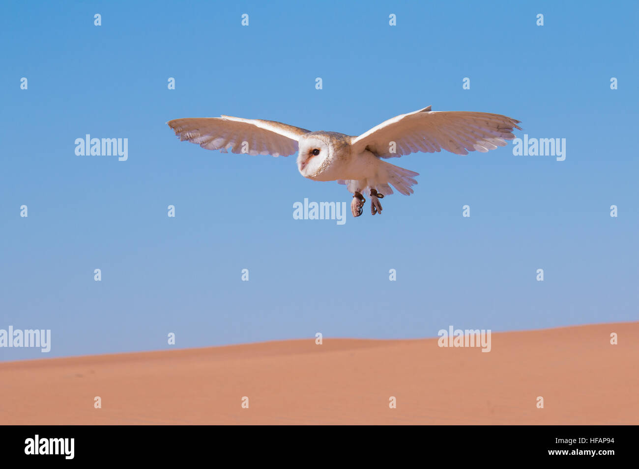 Barn owl (tyto alba) during a desert falconry show in Dubai, UAE Stock Photo - Alamy