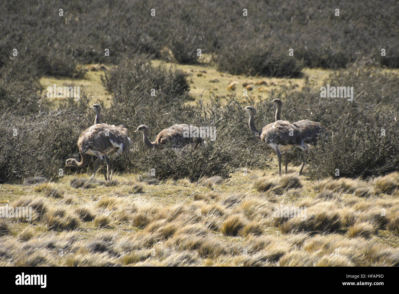 Ñandus (Darwin's or lesser rheas) feeding, Patagonia, Chile Stock Photo ...