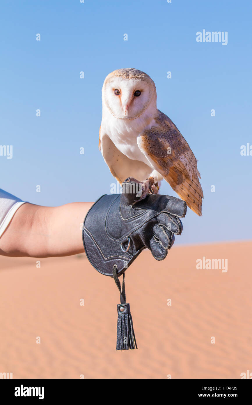 Barn owl (tyto alba) during a desert falconry show in Dubai, UAE Stock ...