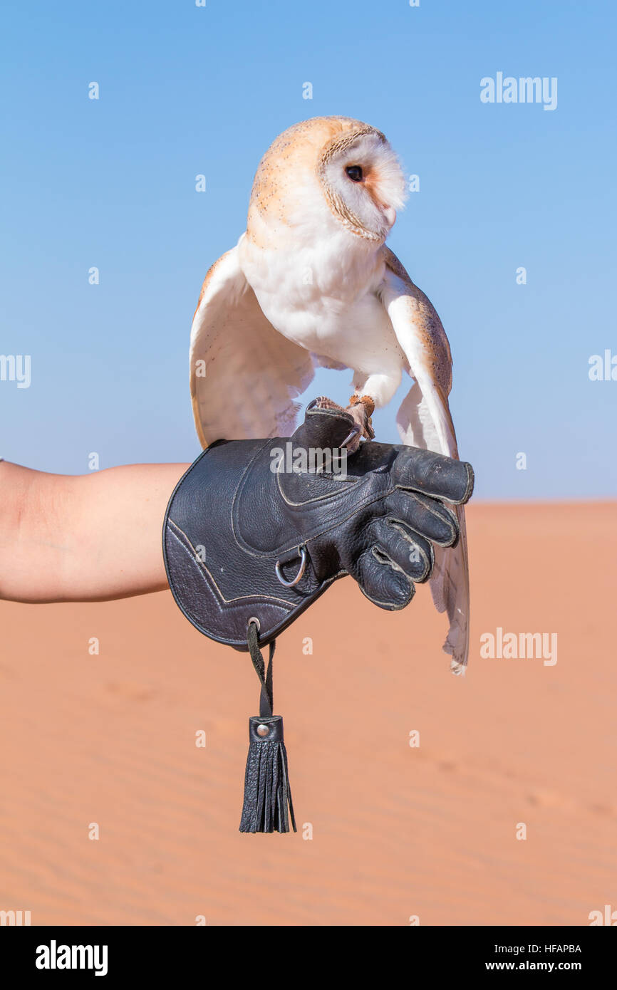 Barn owl (tyto alba) during a desert falconry show in Dubai, UAE Stock ...