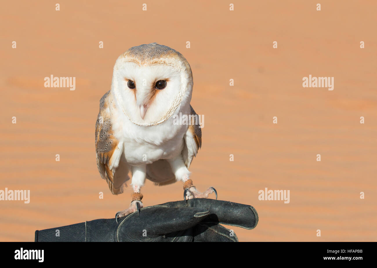 Barn owl (tyto alba) during a desert falconry show in Dubai, UAE Stock ...